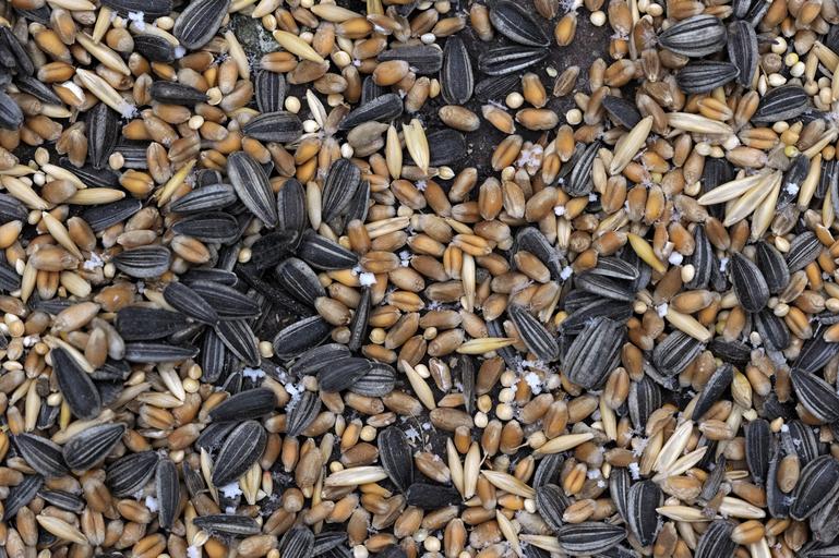 Premium Wild Bird Seed – Winged Feed and Seed Company