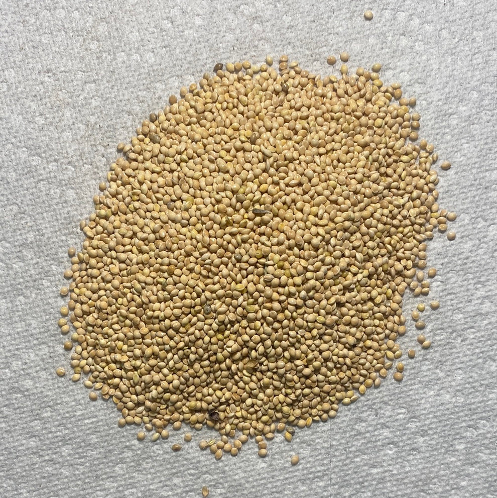 Seed, White Millet – Winged Feed and Seed Company